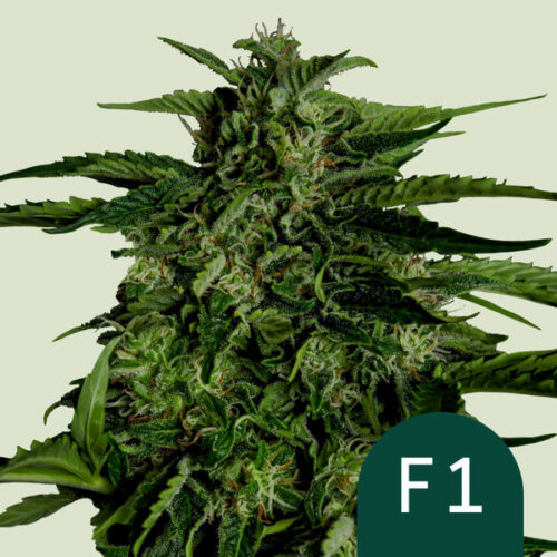 Royal Queen Seeds – Apollo F1 - Weed'us
